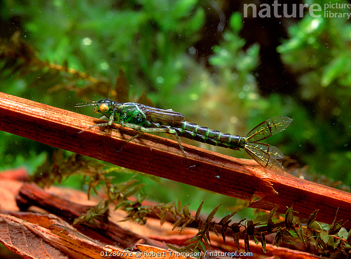 Stock photo of Aquatic larva of Common blue damselfly (Enallagma ...