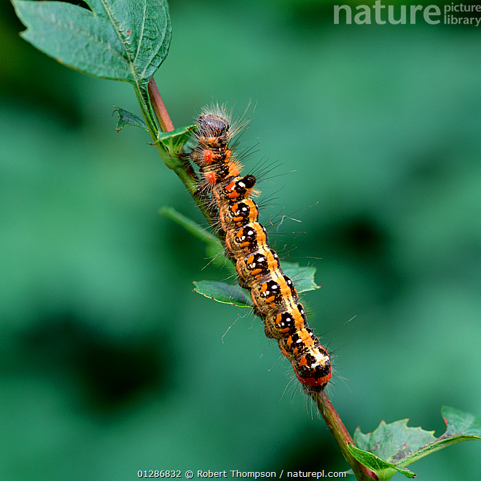 Stock photo of Caterpillar larva of Dark dagger moth (Acronicta tridens ...