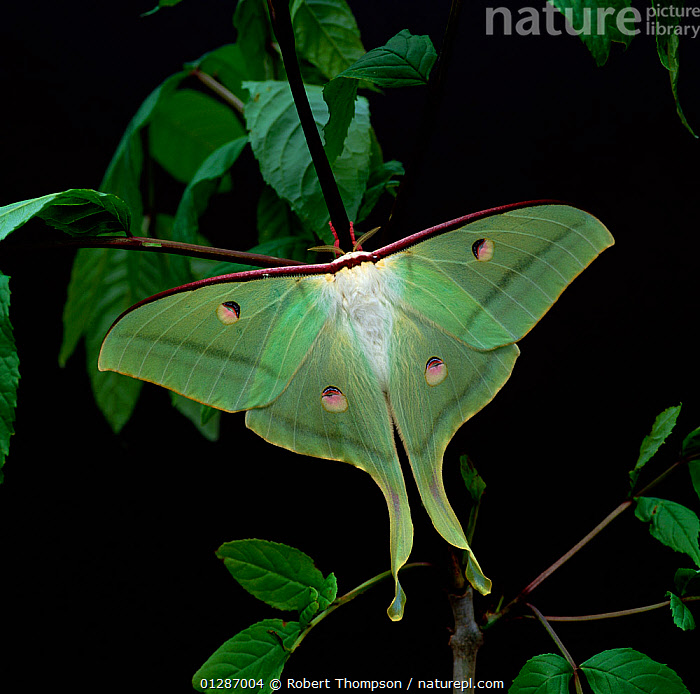 Stock photo of Indian moon moth (Actias selene) male, southern India ...