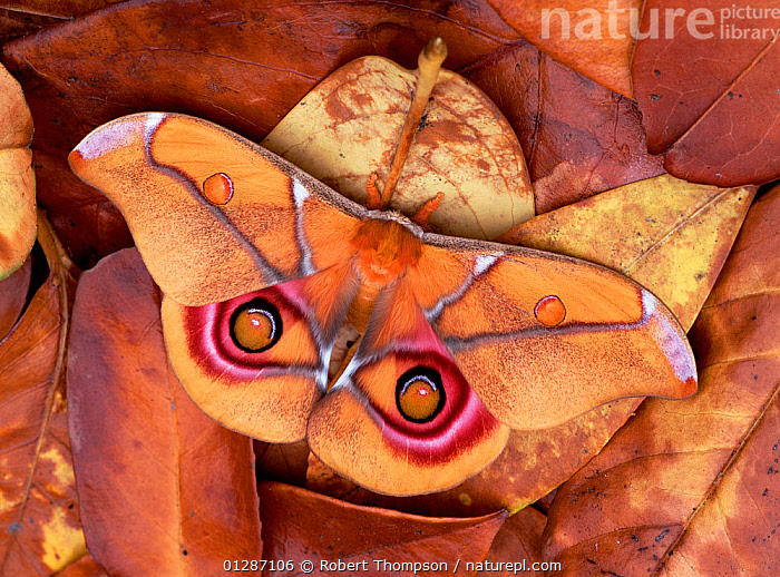Stock photo of Madagascan bulleye / Suraka silk moth (Antherina suraka ...