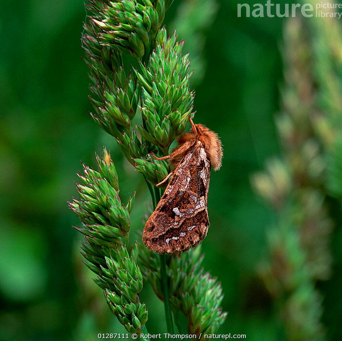 Stock photo of Map-winged swift moth (Pharmacis fusconebulosa ...