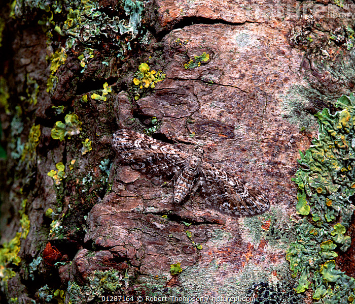 Stock photo of Narrow-winged pug moth (Eupithecia nanata) camouflaged ...
