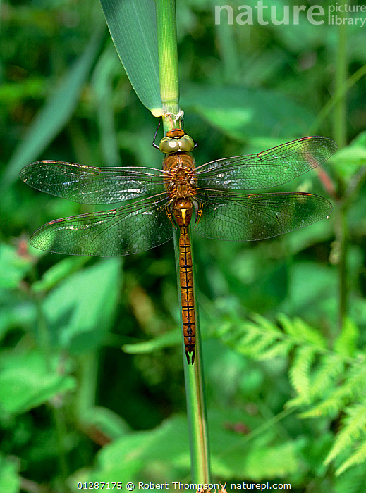 Stock photo of Norfolk hawker dragonfly (Aeshna isosceles) male, Upton ...