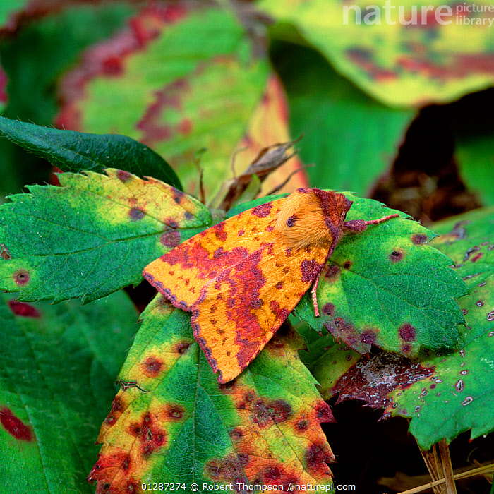 Stock photo of Pink-barred sallow moth (Xanthia togata) camouflaged ...