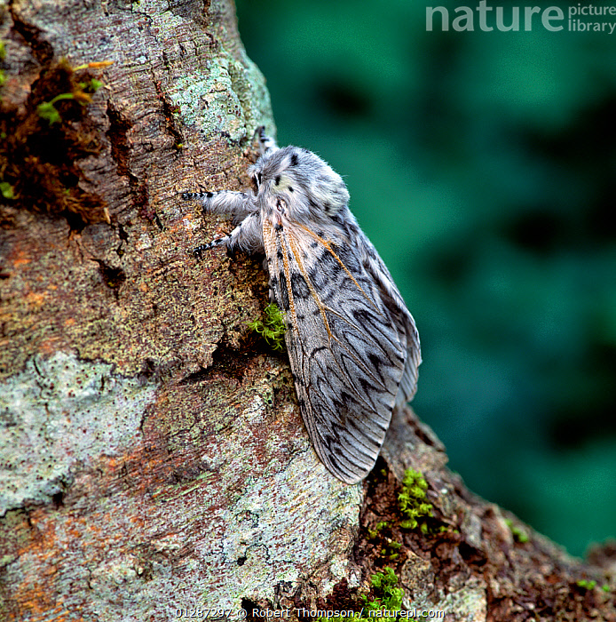 Stock photo of Puss moth (Cerura vinula) resting on branch, camouflaged ...