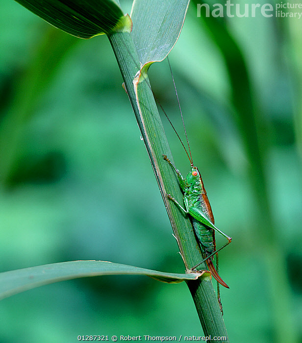 Stock photo of Roesel's bush cricket (Metrioptera roeselii) female ...
