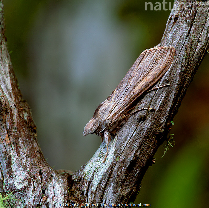 Stock photo of Shark moth (Cucullia umbratica) resting on branch ...