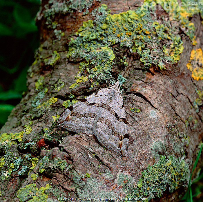 Stock photo of Treble bar moth (Aplocera plagiata) Murlough NNR, County ...