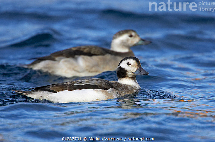 Stock photo of Two female Long-tailed Ducks (Clangula hyemalis)in ...