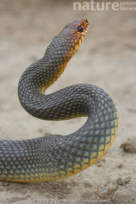 Stock photo of Large whipsnake {Coluber jugularis} with head raised ...