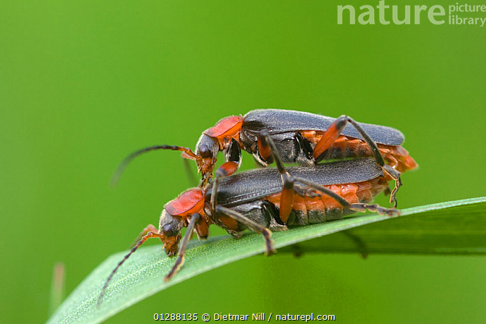 Stock photo of Soldier beetle (Cantharis fusca) mating pair, Germany ...