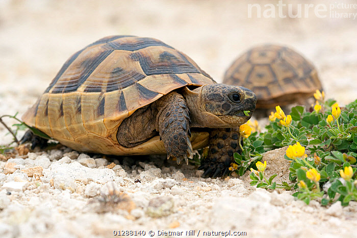 Stock photo of Spur thighed tortoises (Testudo graeca) feeding on ...