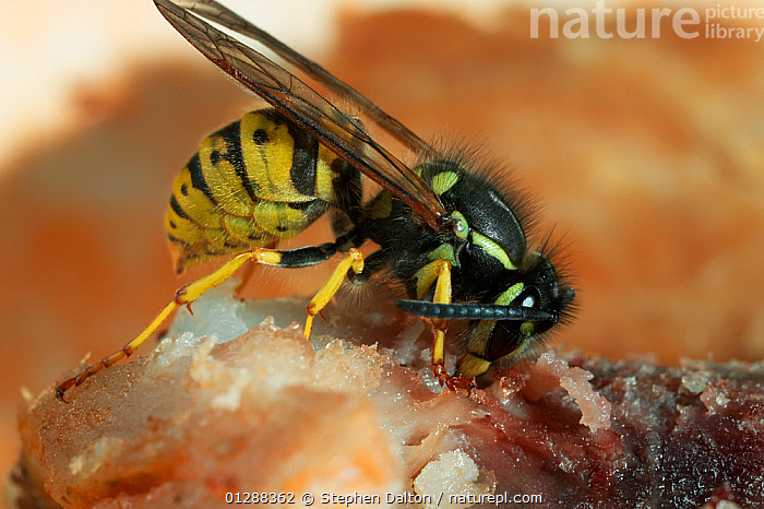 Stock photo of Common wasp (Vespula vulgaris) feeding on chicken bone ...
