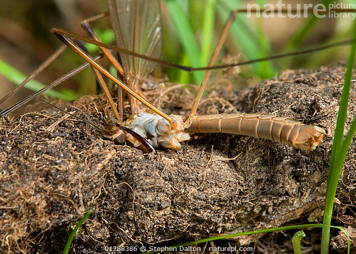 Stock photo of Purse web spider (Atypus affinis) catching Cranefly, UK ...