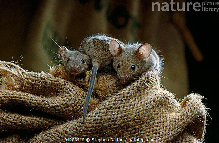 Stock photo of Juvenile House mice (Mus musculus) playing within ...