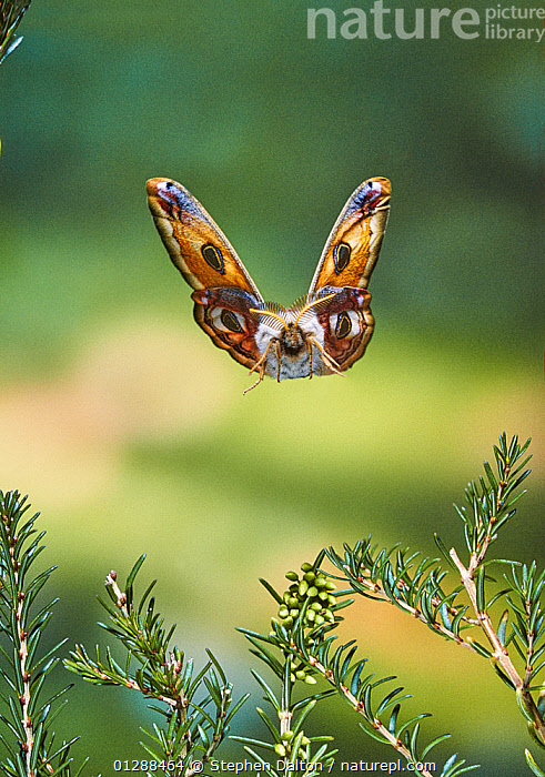 Stock photo of Male Emperor moth (Saturnia pavonia) in flight over ...