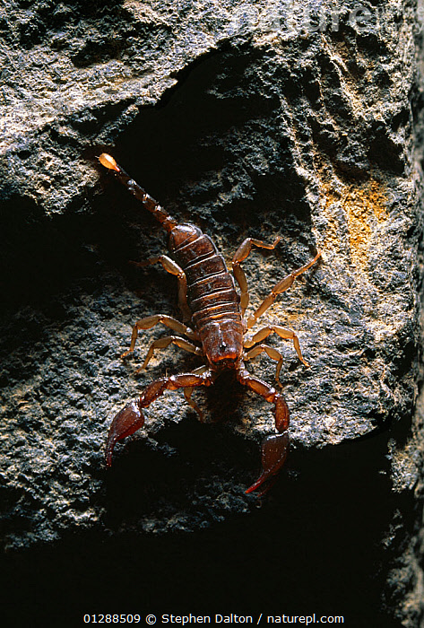 Stock photo of Yellow tailed Scorpion (Euscorpius flavicaudis) on rock ...