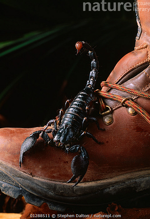 Stock photo of Emperor / Giant African scorpion (Pandinus imperator) on ...