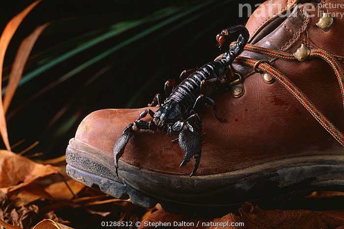 Stock photo of Emperor / Giant African scorpion (Pandinus imperator) on ...