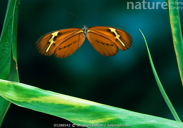 Stock photo of Ithomid butterfly (Eutresis hyperia) in flight ...