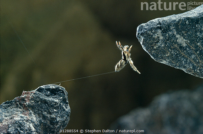 Stock photo of Zebra jumping spider (Salticus scenicus) leaping ...
