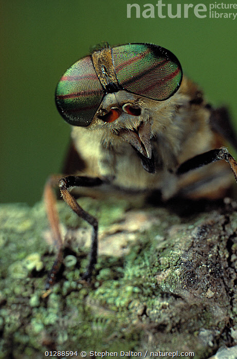 Stock photo of Head portrait of Horsefly (Tabanus) showing compound eye ...