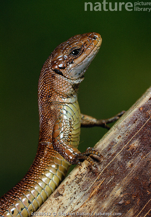 Stock photo of Head portrait of Common lizard (Zootoca vivipara) UK ...