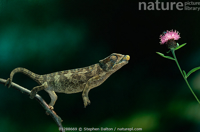 Stock photo of European chameleon (Chamaeleo chamaeleon) catching a fly ...
