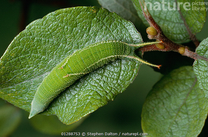 Purple Emperor Caterpillar