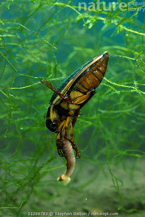 Stock photo of Great diving beetle (Dytiscus marginalis) male feeding ...