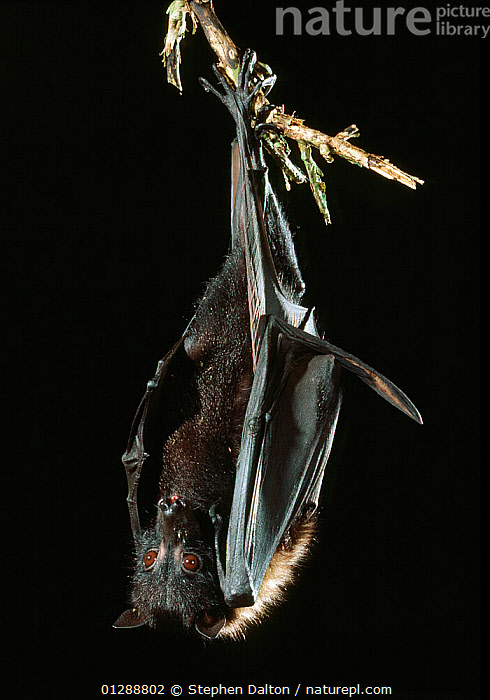 Stock photo of Indian flying fox bat (Pteropus giganteus) roosting ...