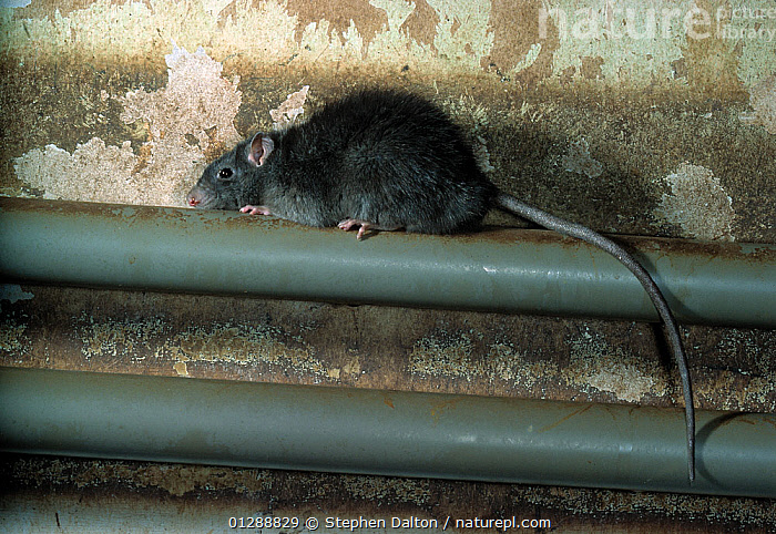 Stock photo of Black rat (Rattus rattus) on drain pipe in building ...