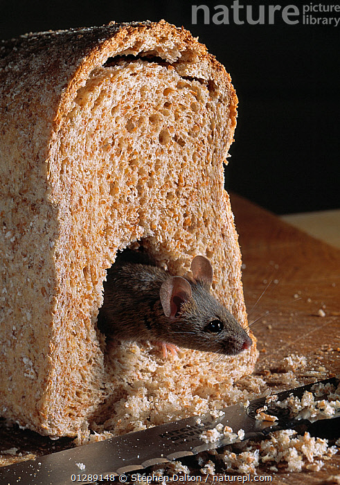 Stock photo of House mouse (Mus musculus) emerging from feeding inside ...