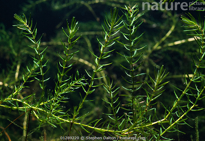 Stock photo of Canadian pondweed (Elodea canadensis) UK. Available for ...