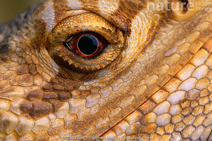 Stock photo of Close up of eye of Bearded dragon lizard (Amphibolurus ...