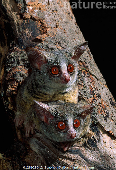 Stock photo of Northern lesser bushbaby (Galago senegalensis) two on ...