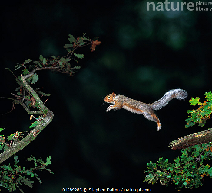 Stock photo of Grey squirrel (Sciurus carolinensis) leaping from branch ...