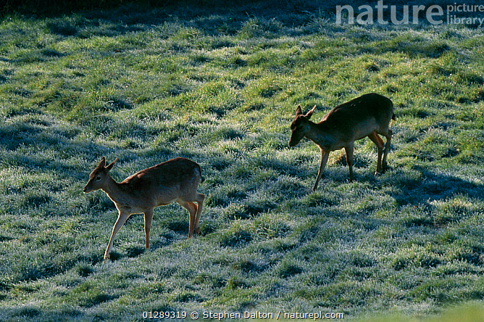 Stock photo of Fallow deer (Dama dama) following deer track across ...