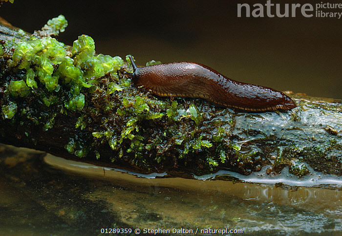 Stock photo of Slug at edge of stream on log with growth of Liverwort ...