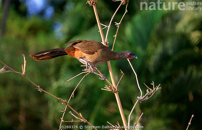 Stock photo of Red-tailed guan / Rufous tailed chachalaca (Ortalis ...