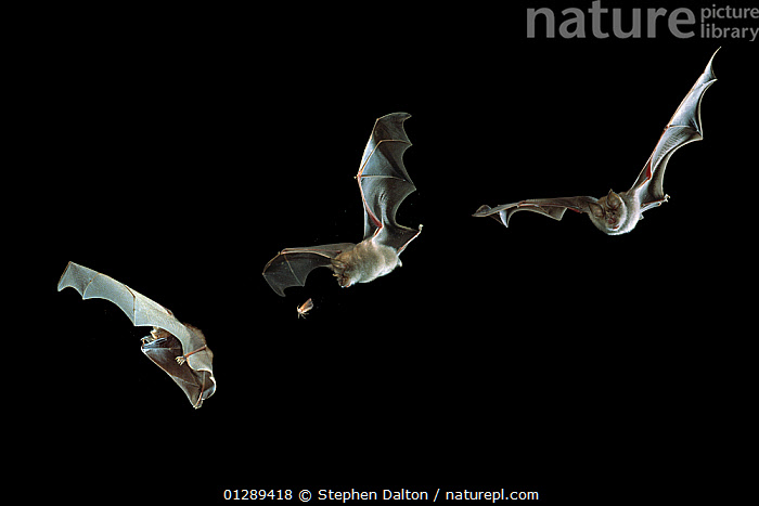 Stock photo of Greater horseshoe bat (Rhinolophus ferrum-equinem) in ...