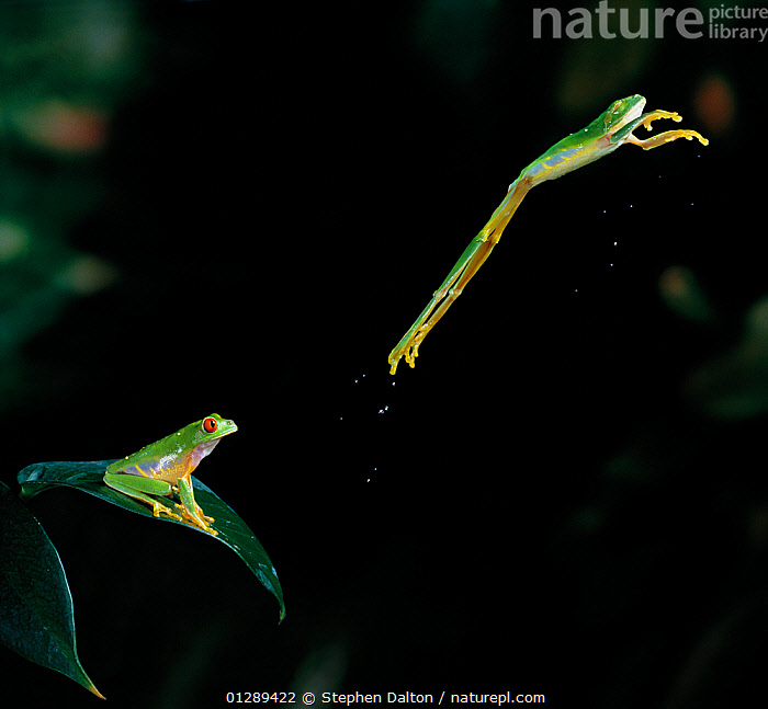 Red Eyed Tree Frog Jumping 187 Tree Frog Jumping Stock Photos,