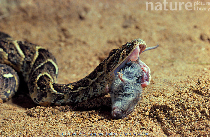 Stock photo of Puff adder (Bitis arietans) feeding on dead rat ...
