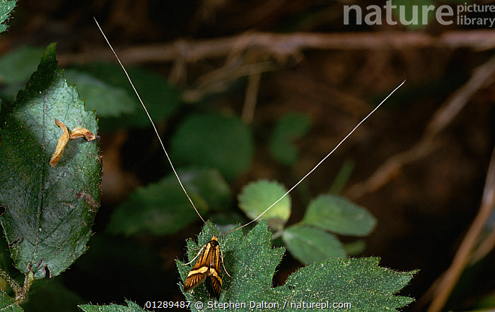 Stock photo of Longhorned moth (Nemophora degeerella) UK. Available for ...