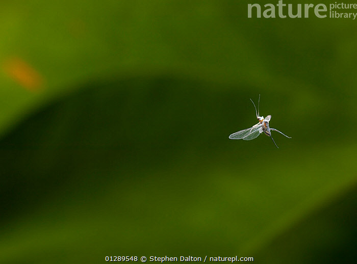 Stock photo of Woolly aphid (Eriosoma lanigerum) in flight, UK ...