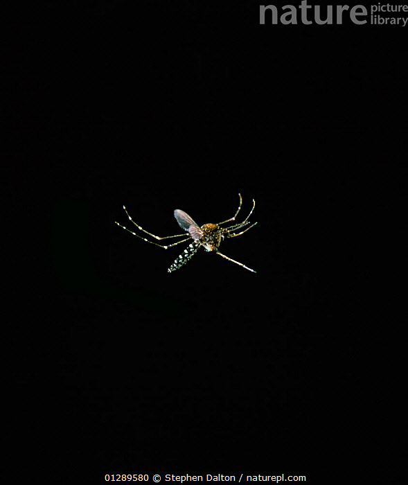 Stock photo of Mosquito (Aedes sp) in flight. Available for sale on www ...