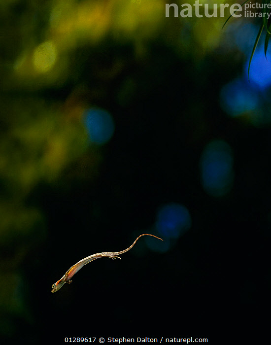 Stock photo of Flying dragon lizard (Draco volans) gliding, from ...