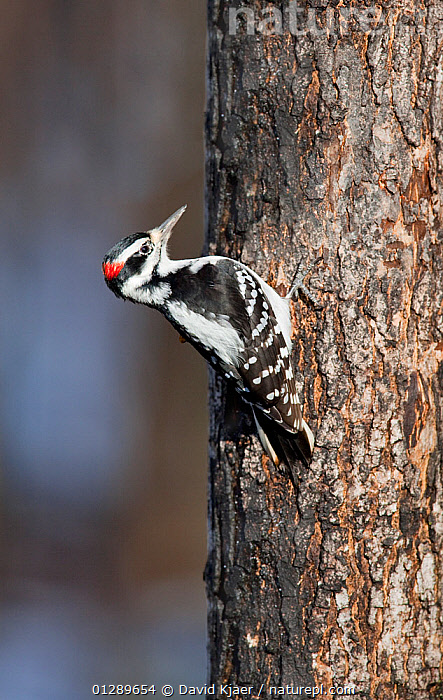Stock photo of Male Hairy woodpecker (Picoides villosus) on tree trunk ...