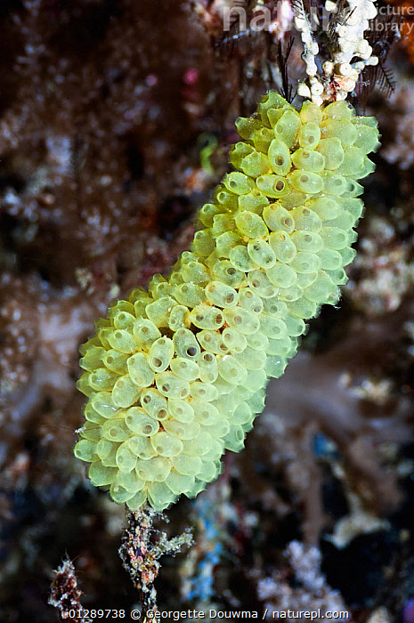 Stock photo of Colony of Tunicates / Sea squirts (Perophora modificata ...
