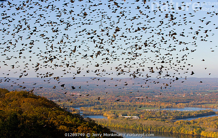 Stock photo of The Oxbow and the Connecticut River seen from the ...